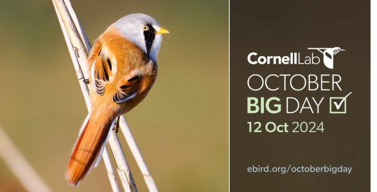 October Big Day Bird Walk - Visit Culpeper